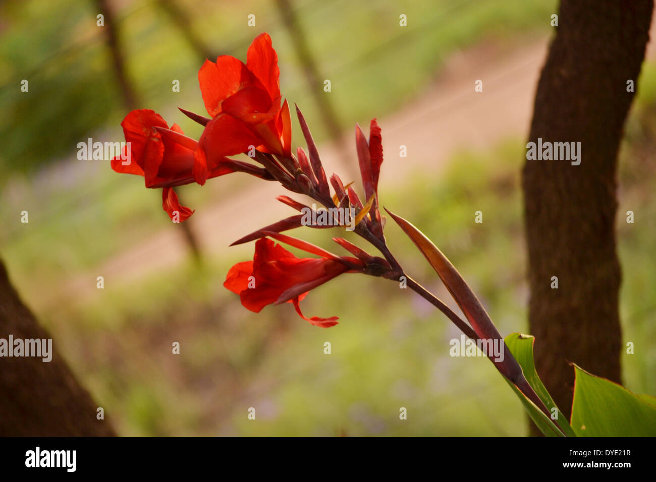 Flower red flower hi-res stock photography and images - Alamy