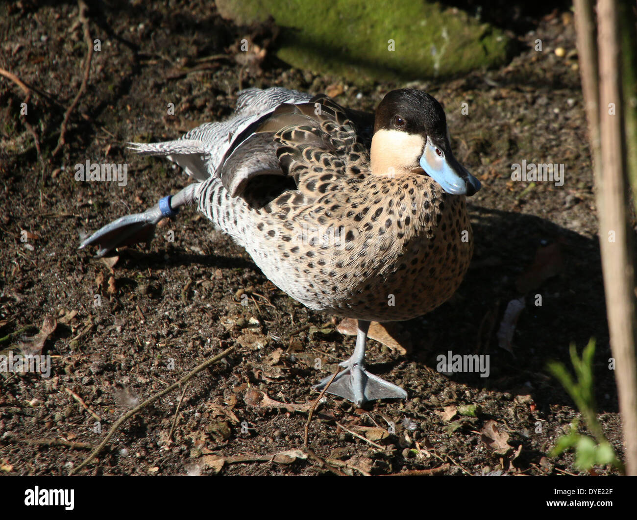 Silver Teal Anas Versicolor High Resolution Stock Photography and ...