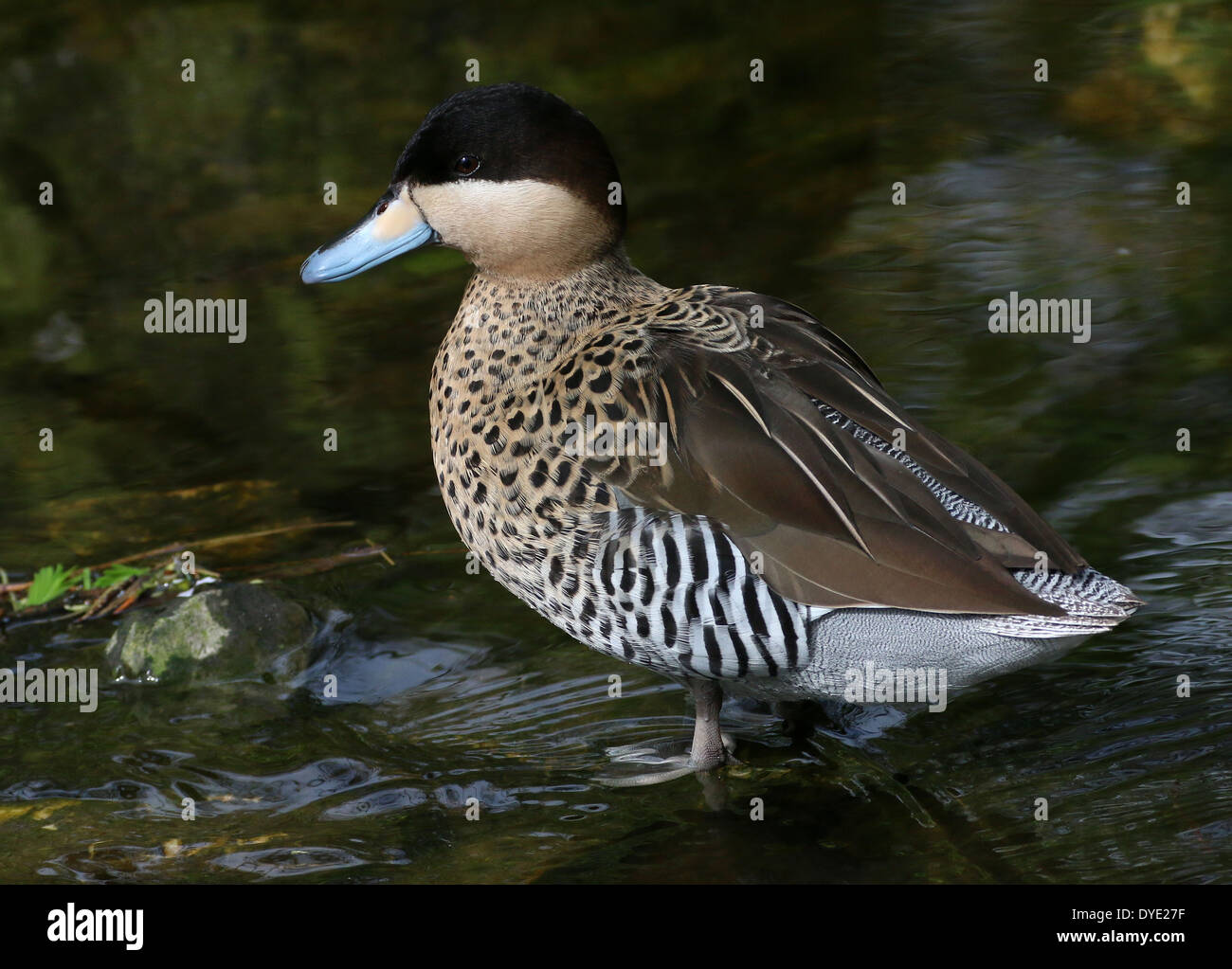 Silver teal hi-res stock photography and images - Alamy