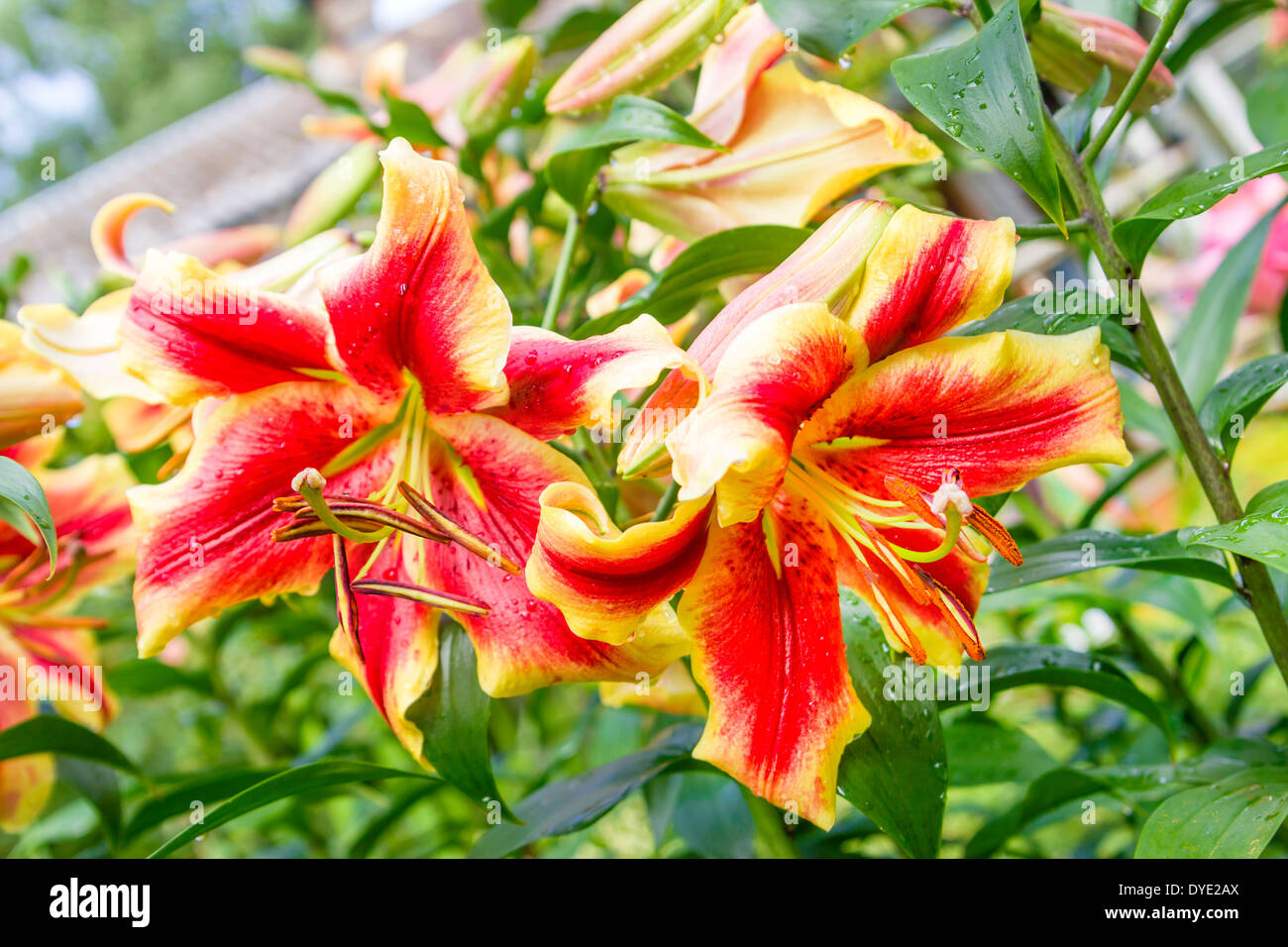 Perfect lily flower background nature outdoors garden Stock Photo - Alamy