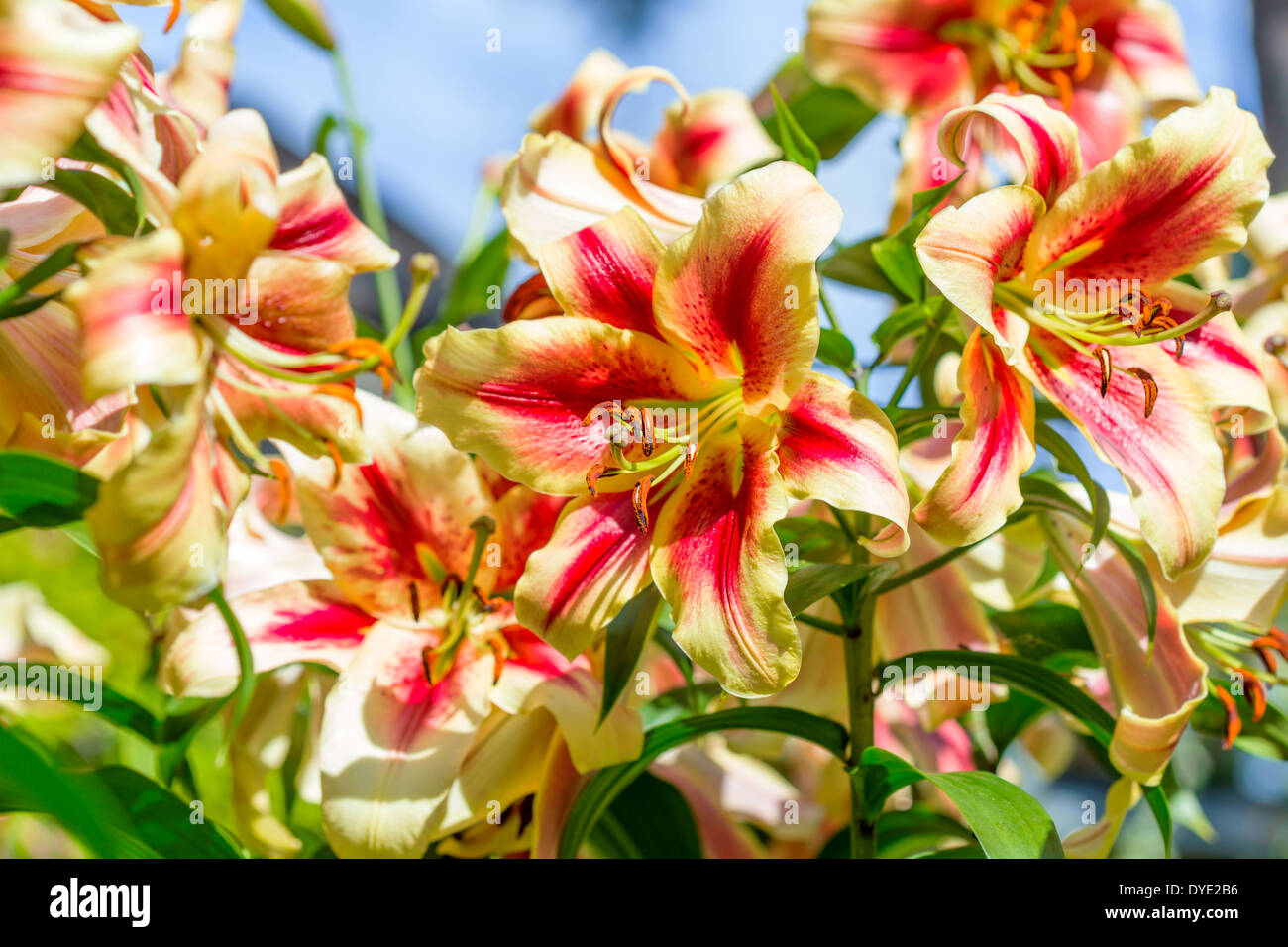 Lily flower background hi-res stock photography and images - Alamy