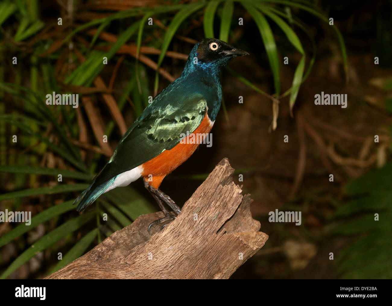 East-African Superb Starling ( Lamprotornis superbus Stock Photo - Alamy