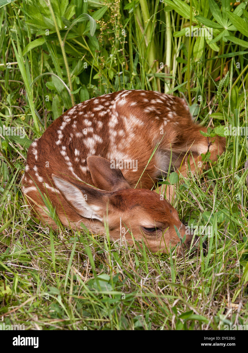 Baby fawn sleeping in the meadow Stock Photo - Alamy
