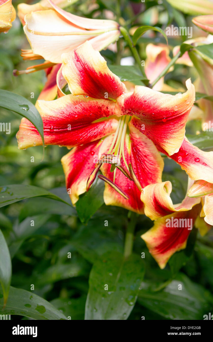 Lily flower background hi-res stock photography and images - Alamy