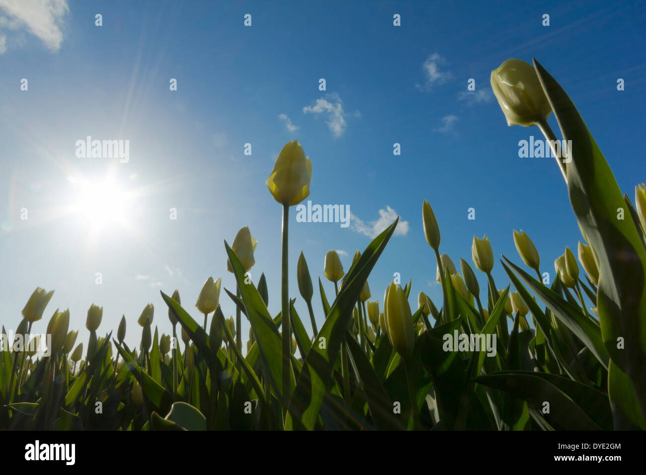 White tulips from a low point of view facing the sun Stock Photo - Alamy