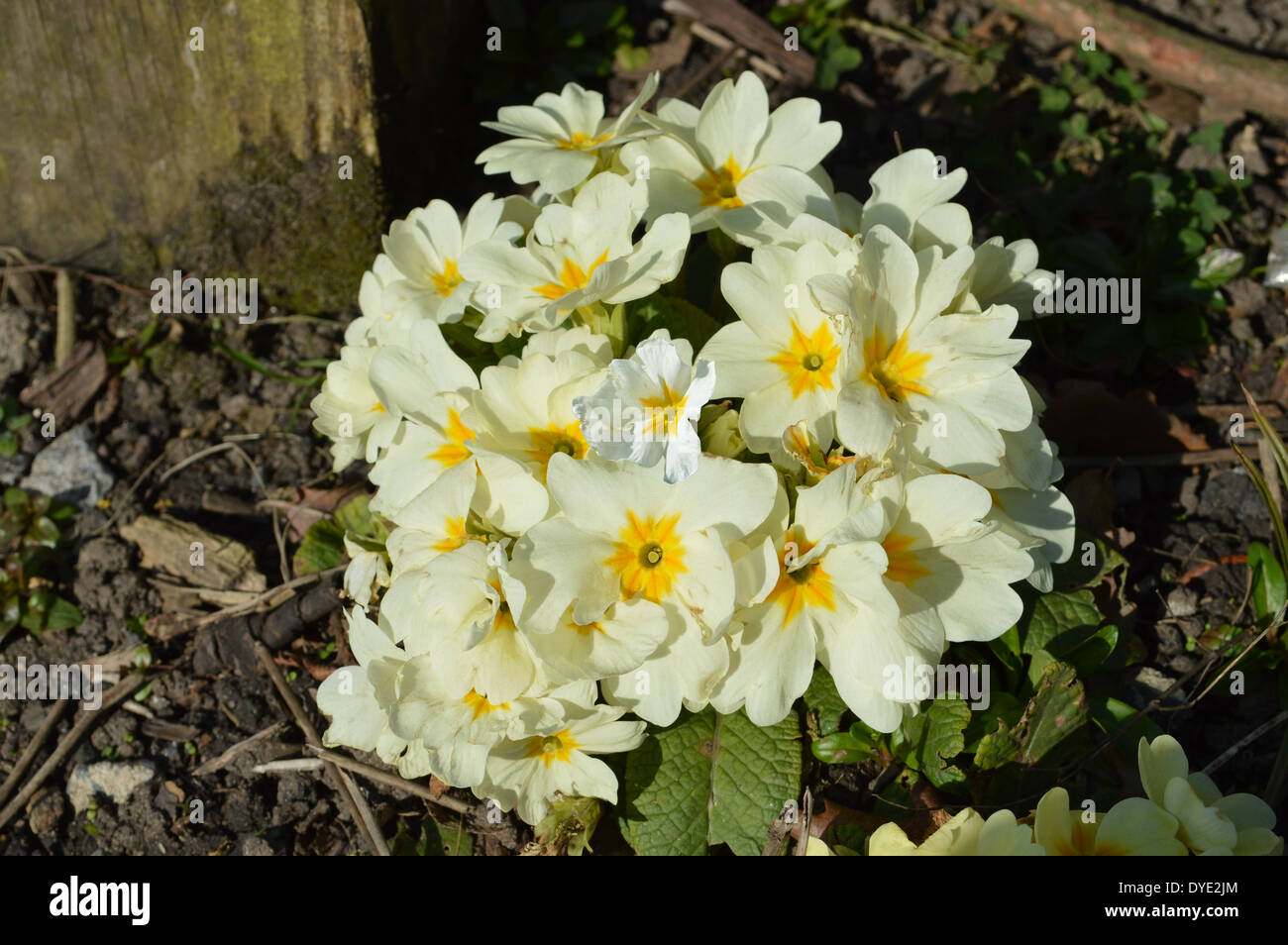 Crescendo hi-res stock photography and images - Alamy