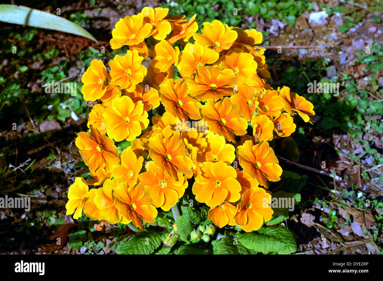 Gold rosettes hi-res stock photography and images - Alamy