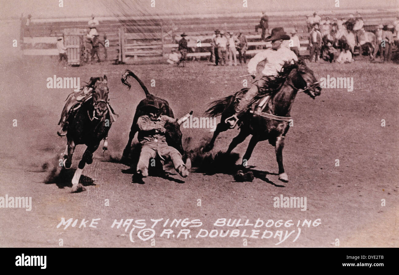 Rodeo Rider Mike Hastings Bulldogging a Steer, circa 1919 Stock Photo ...