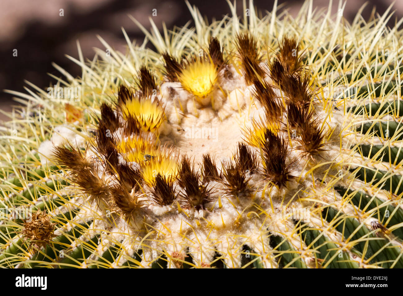 Barrel cactus desert hi-res stock photography and images - Alamy