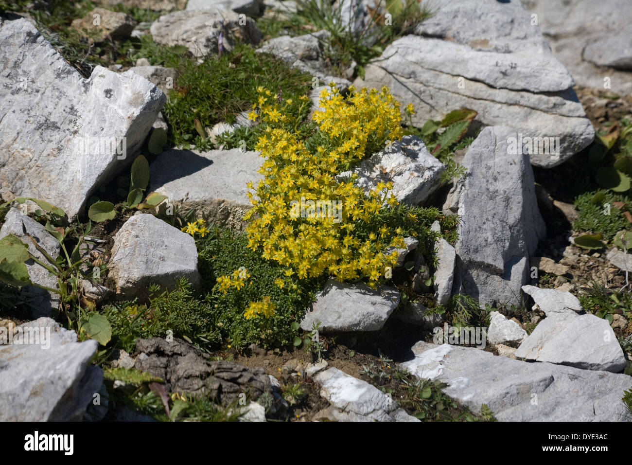 Yellow Whitlow-grass on rocky slopes aboveThe Parsennfurgga Davos ...