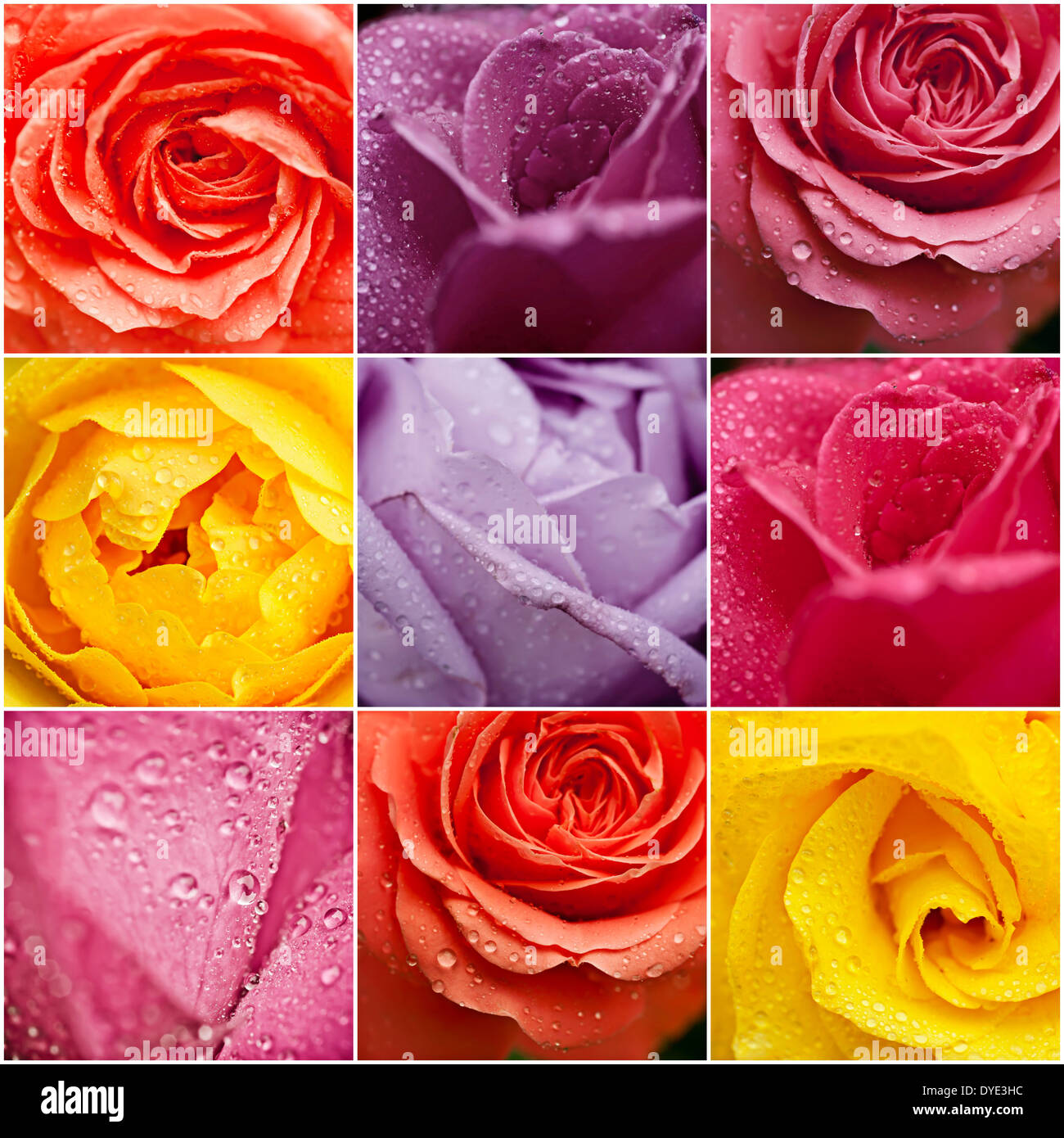 Rose flowers collage Stock Photo - Alamy