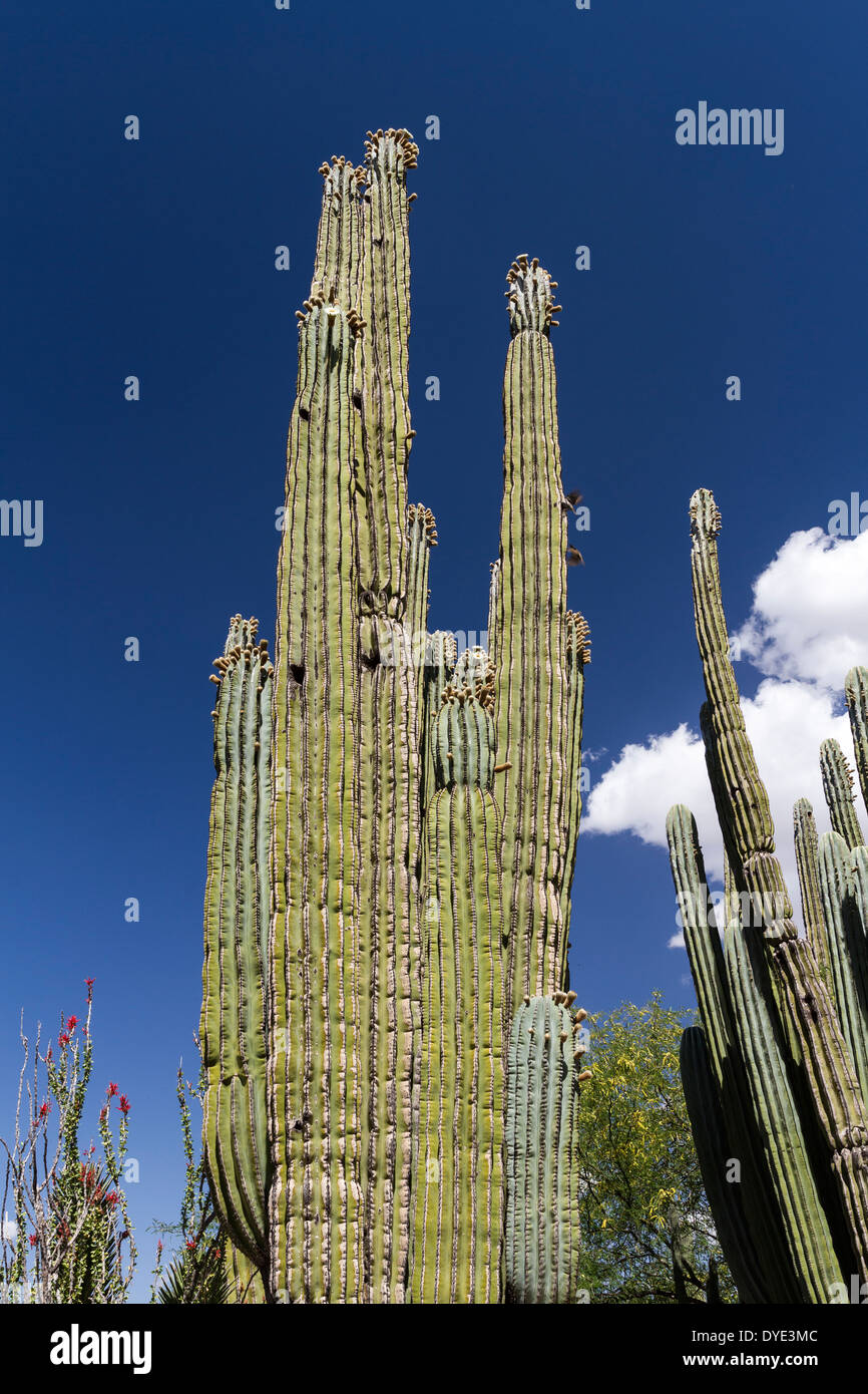 Cardon Cactus, Desert Botanical Gardens, Phoenix, Arizona, USA Stock ...