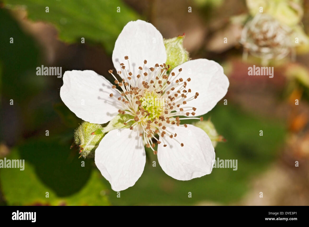 bramble (Rubus fruticosa) detail of flower in summer, Norfolk, England ...