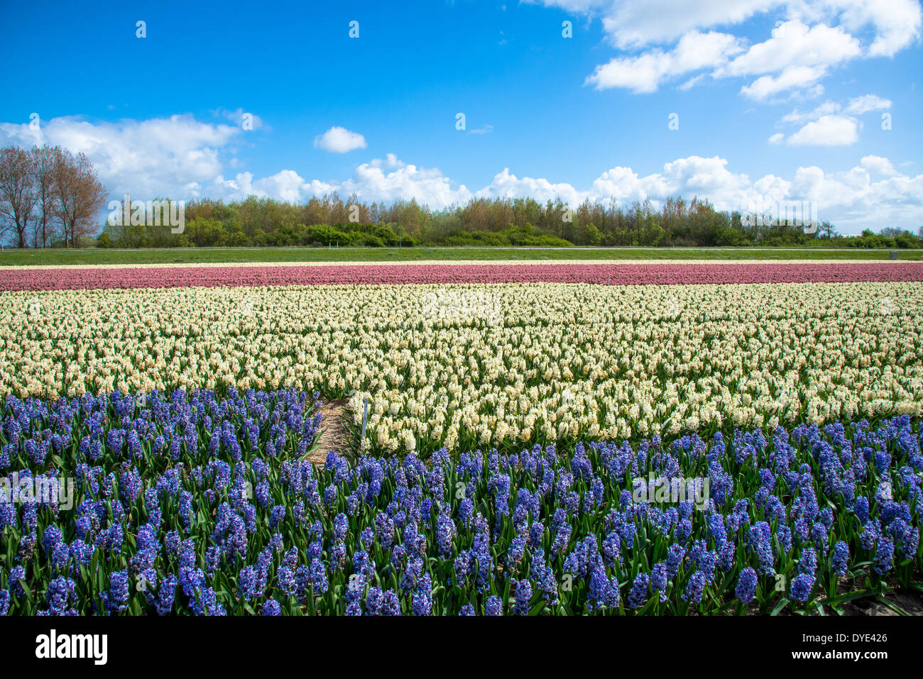 rows of hyacinths on flowerfield in the Netherlands Stock Photo - Alamy
