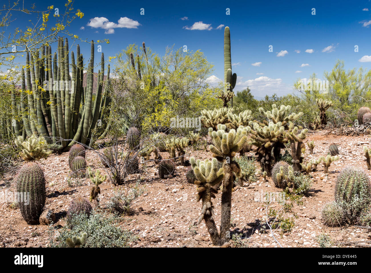 Desert Botanical Gardens, Phoenix, Arizona, USA Stock Photo - Alamy