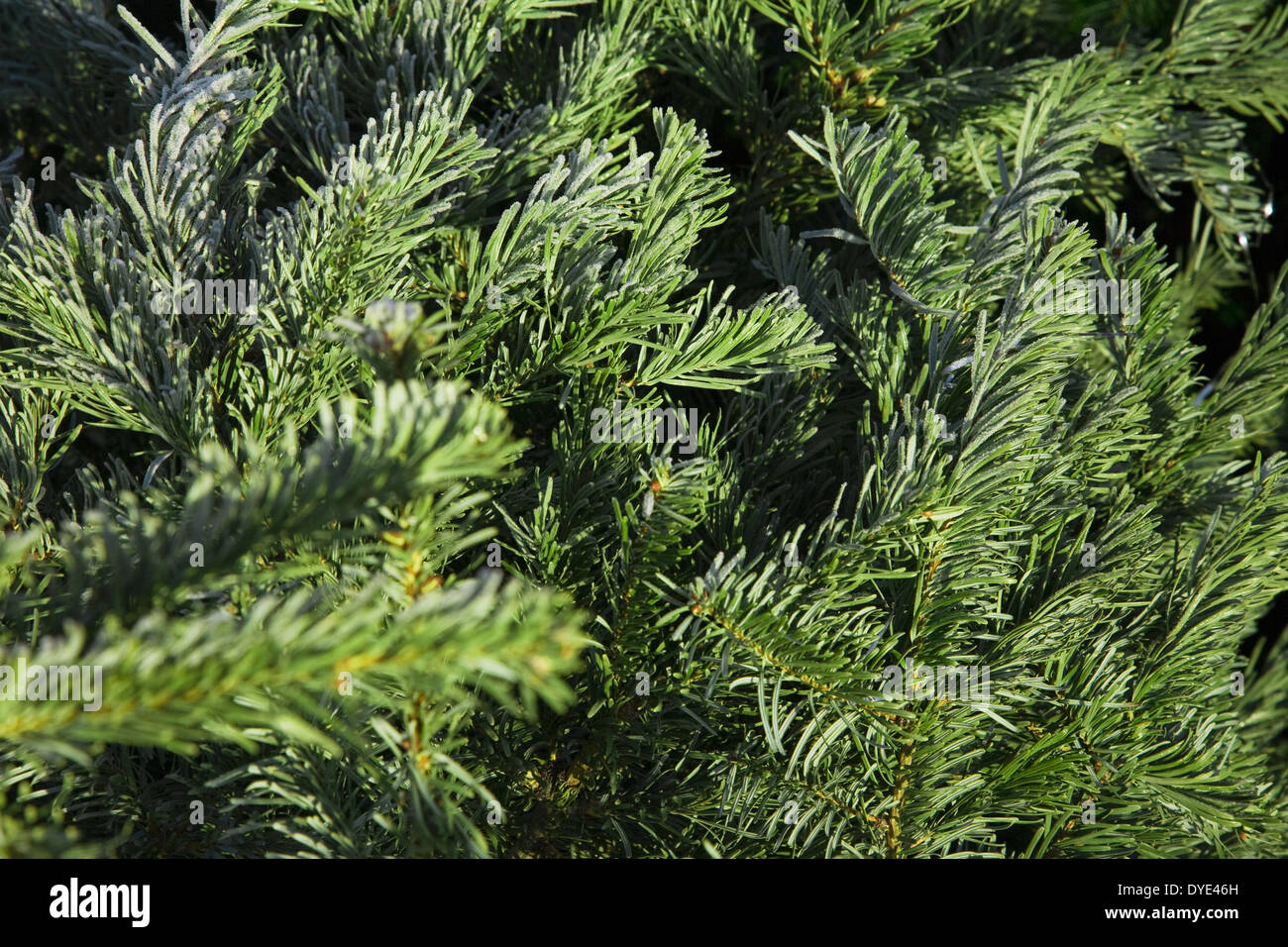 close up of a Discarded Christmas Tree Stock Photo - Alamy