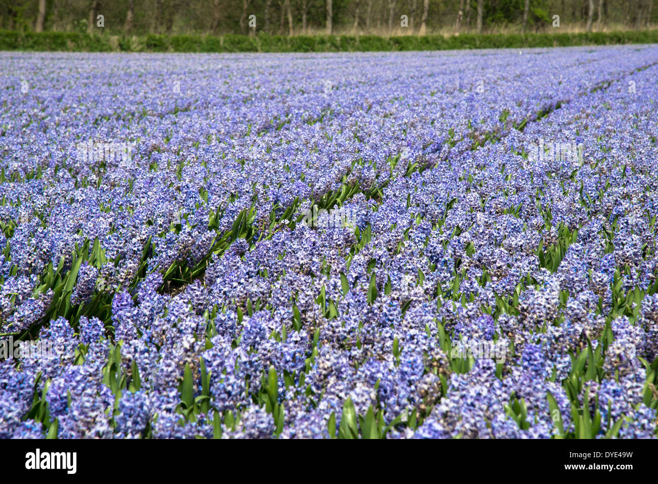 rows of hyacinths on flowerfield in the Netherlands Stock Photo - Alamy