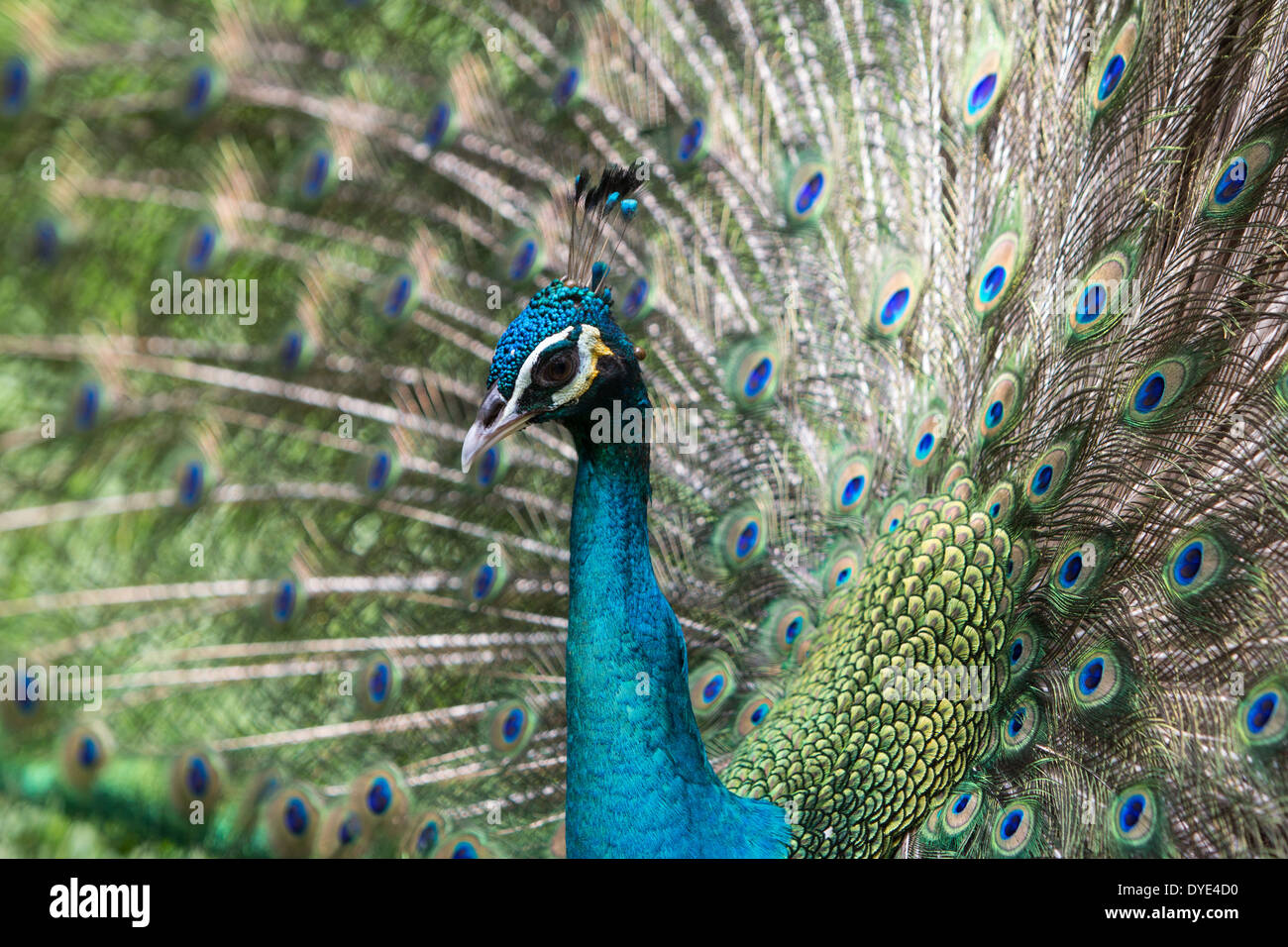 Peafowl, Peacock -flying bird in the genus Pavo of the pheasant family ...