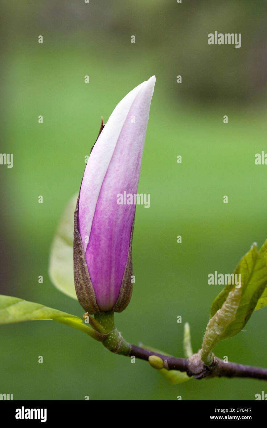 Spring Flower Buds Bud Plant Green Garden Stock Photos & Spring Flower ...