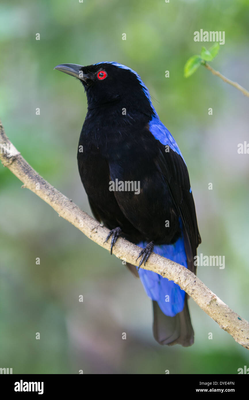 Asian Fairy Bluebird, KL Bird Park, Kuala Lumpur Stock Photo - Alamy