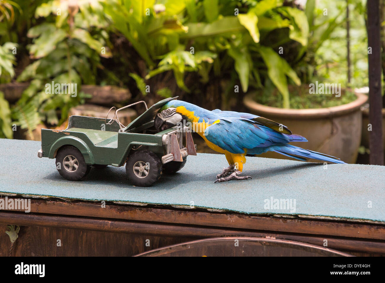 Birds show in amphitheater kuala hi-res stock photography and images ...
