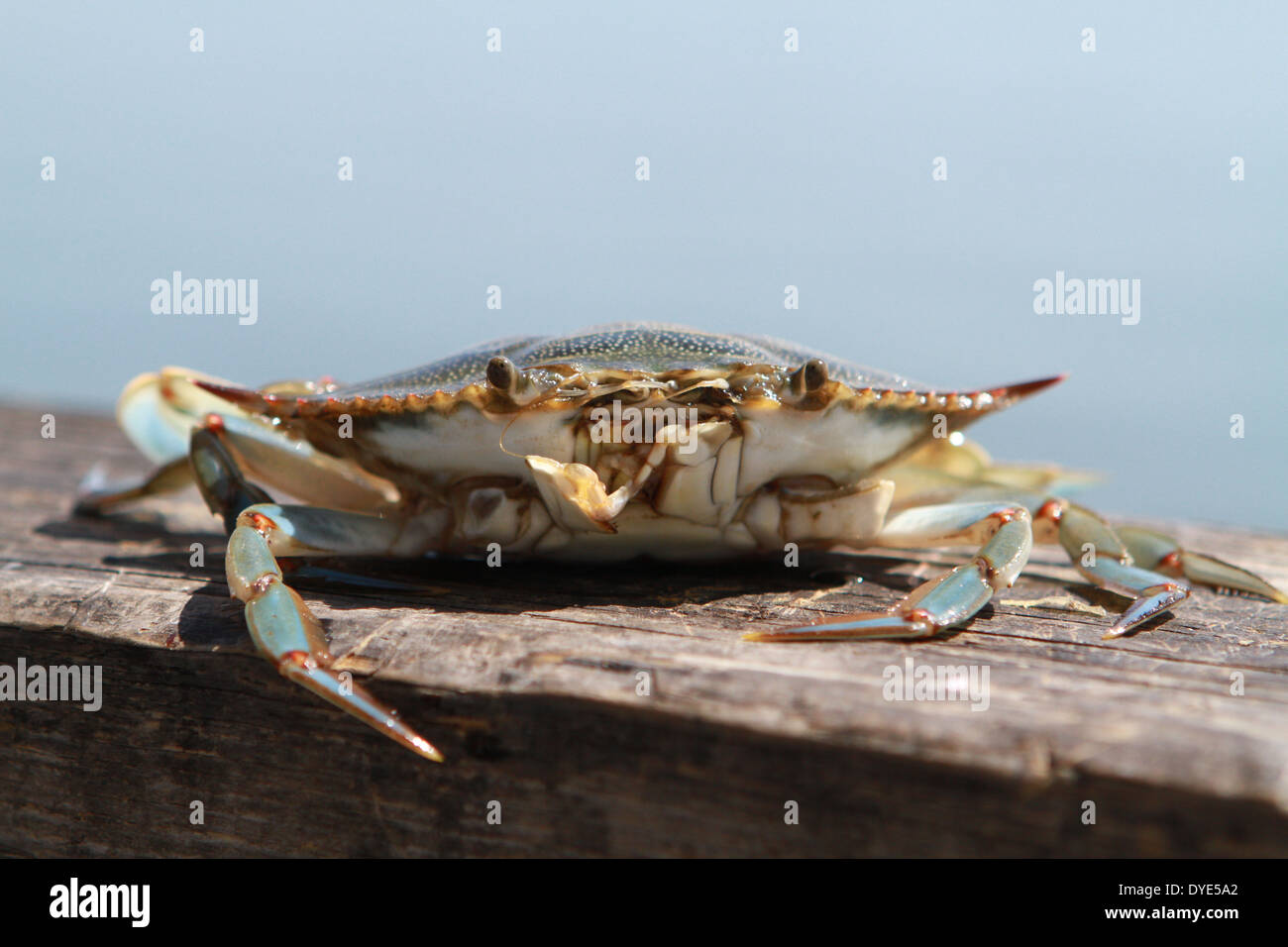 Picture of a crab hi-res stock photography and images - Alamy