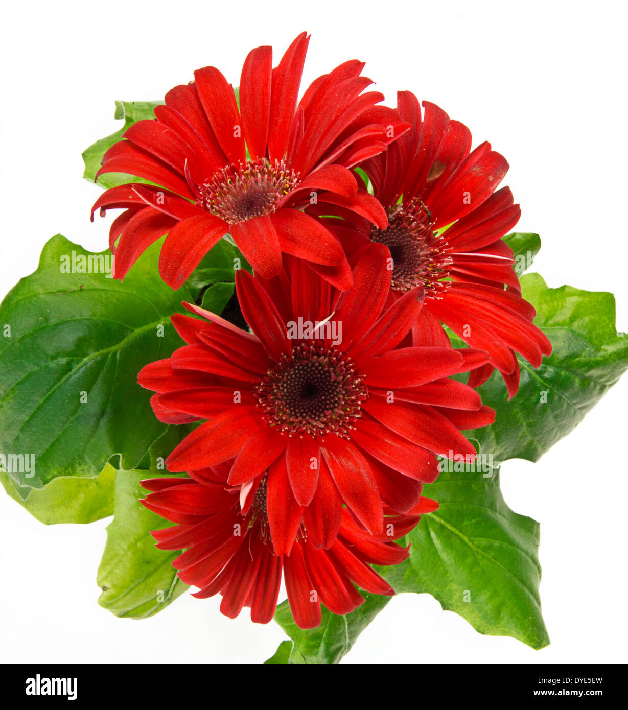 Red gerbera daisy flower Stock Photo - Alamy