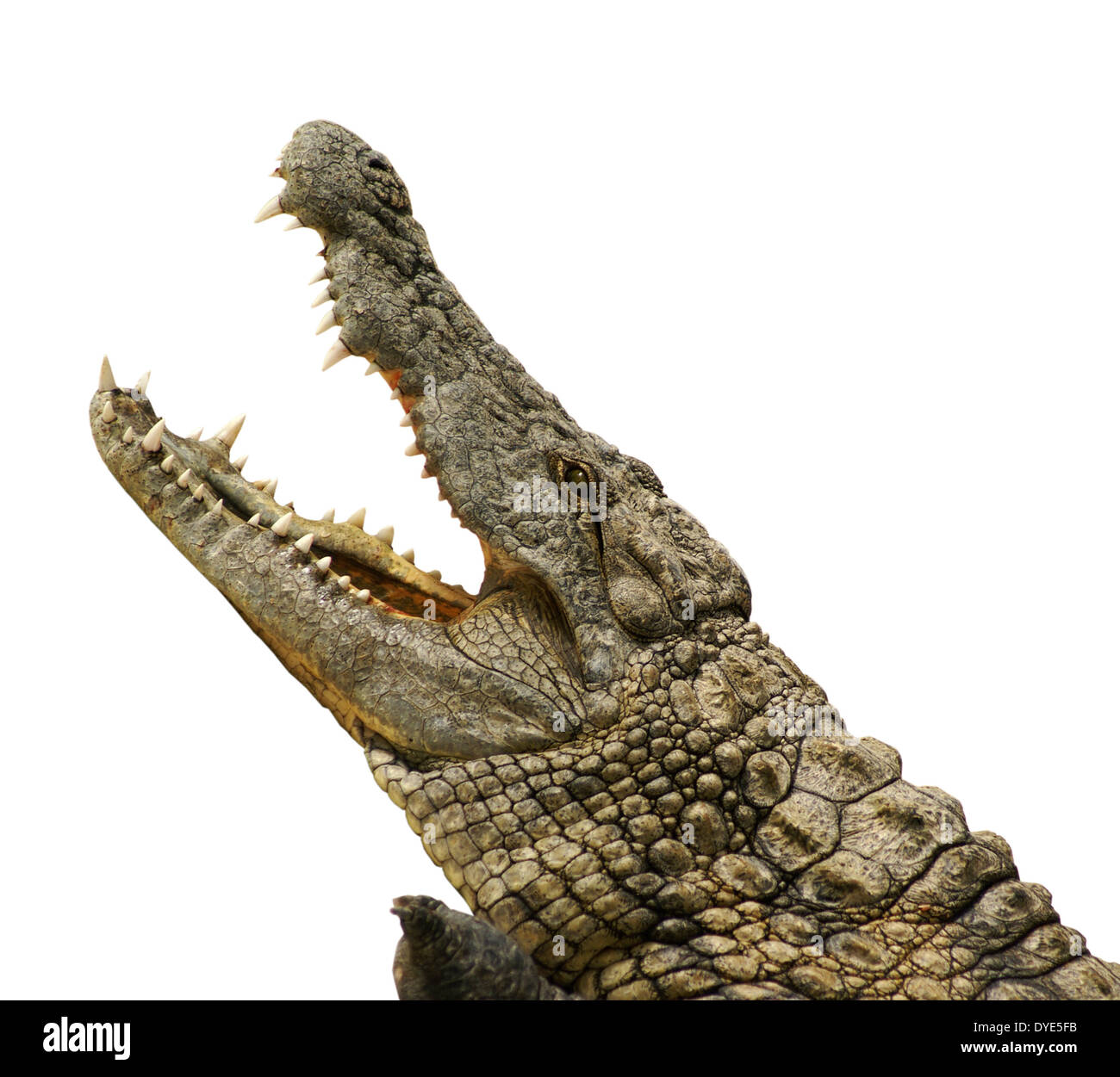 dangerous alligator with open mouth Stock Photo - Alamy