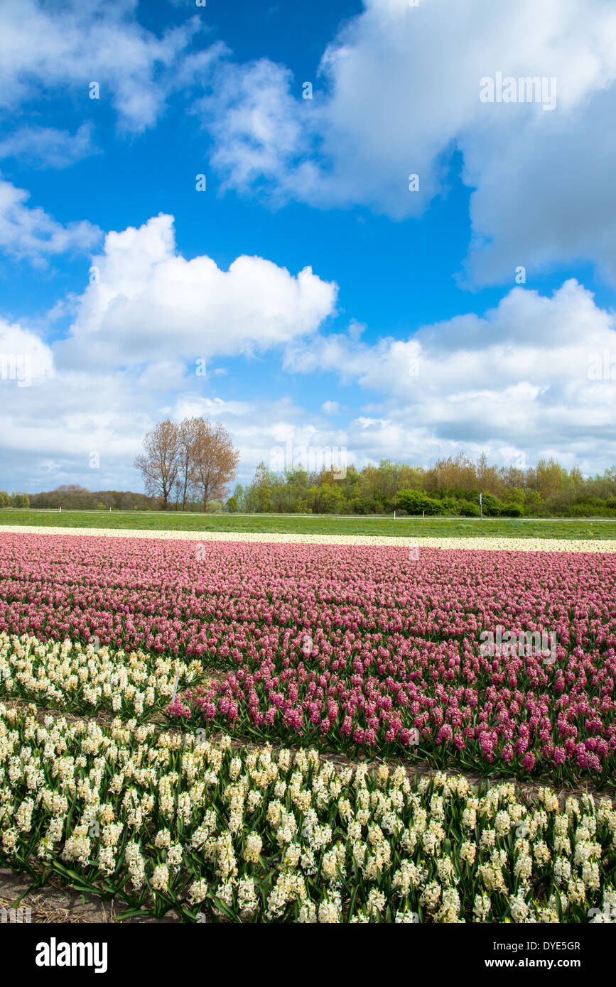 rows of hyacinths on flowerfield in the Netherlands Stock Photo - Alamy