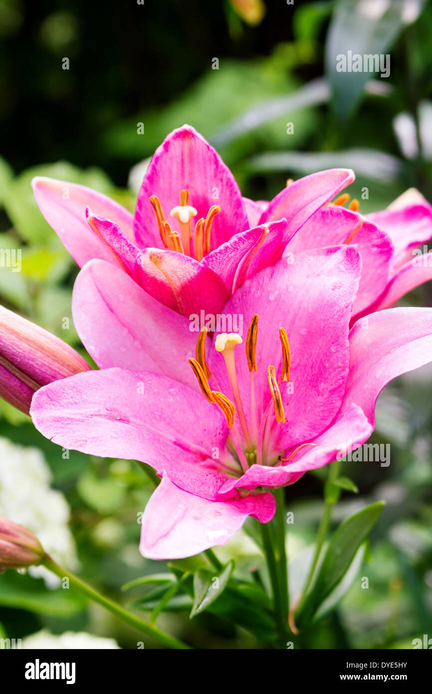 Perfect lily flower background nature outdoors garden Stock Photo - Alamy