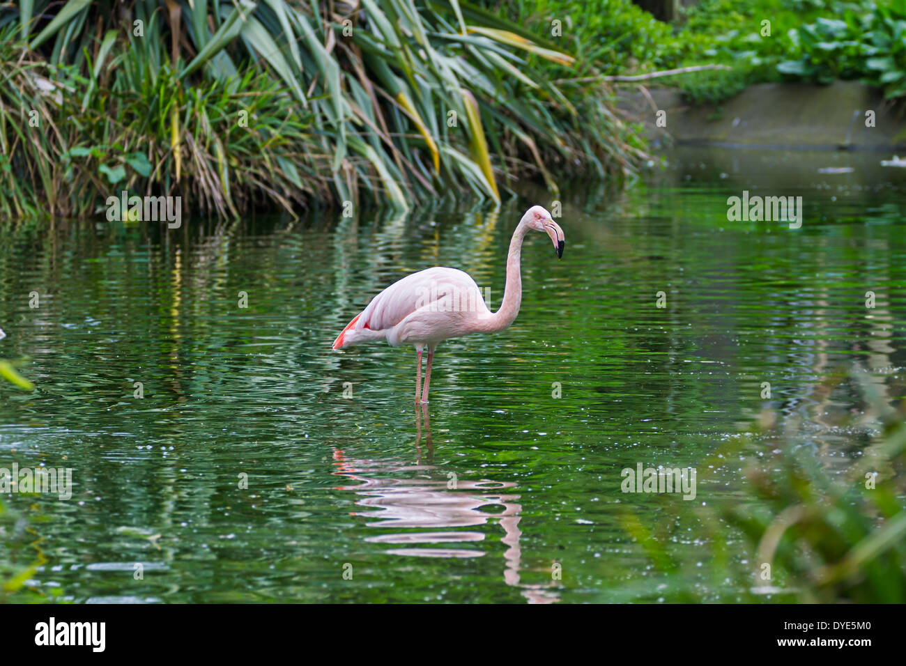 Pink flamingos at the perfect zoo in pool Stock Photo - Alamy