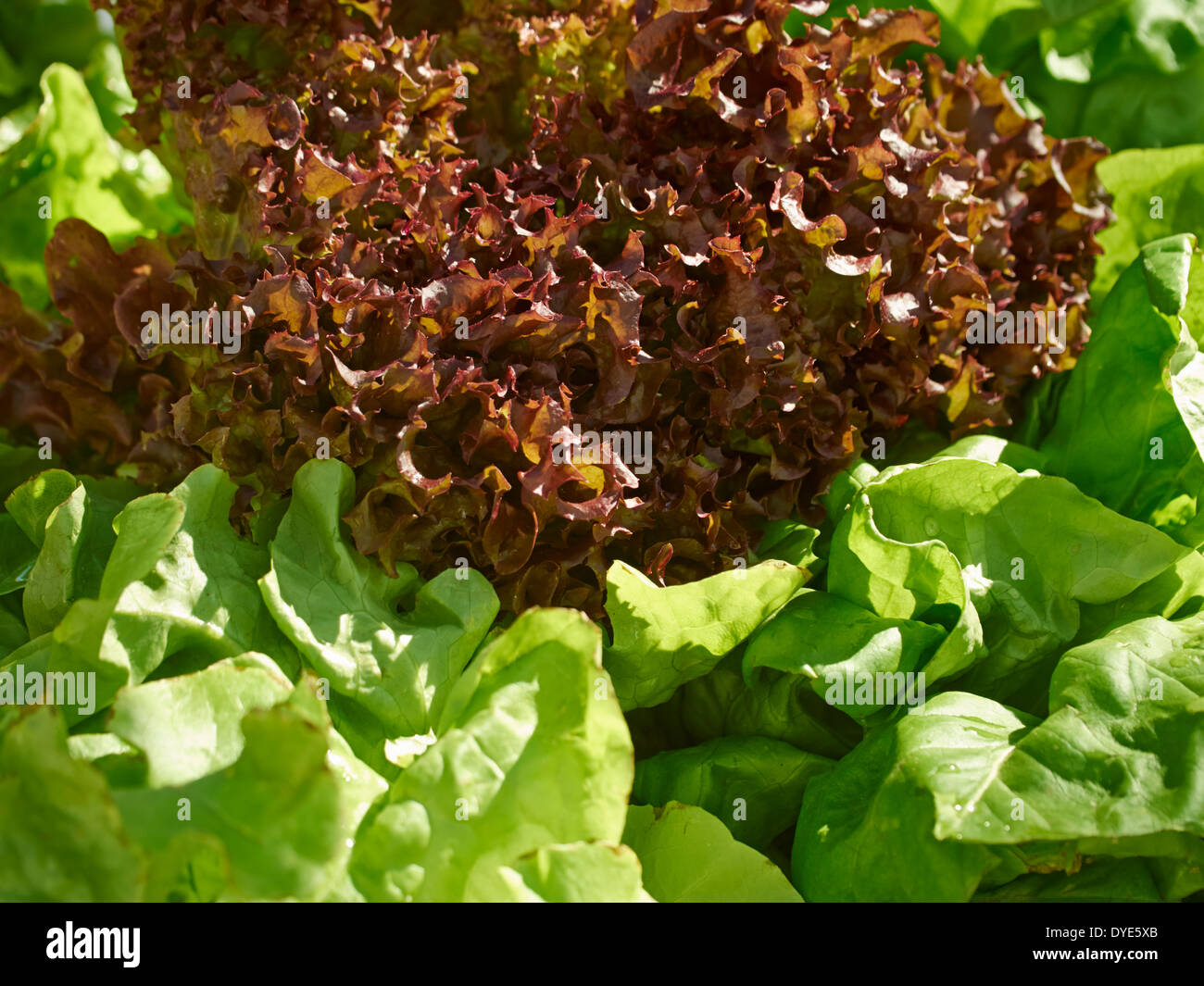 heads of lettuce at a Phoenix, Arizona Farmer's market Stock Photo - Alamy