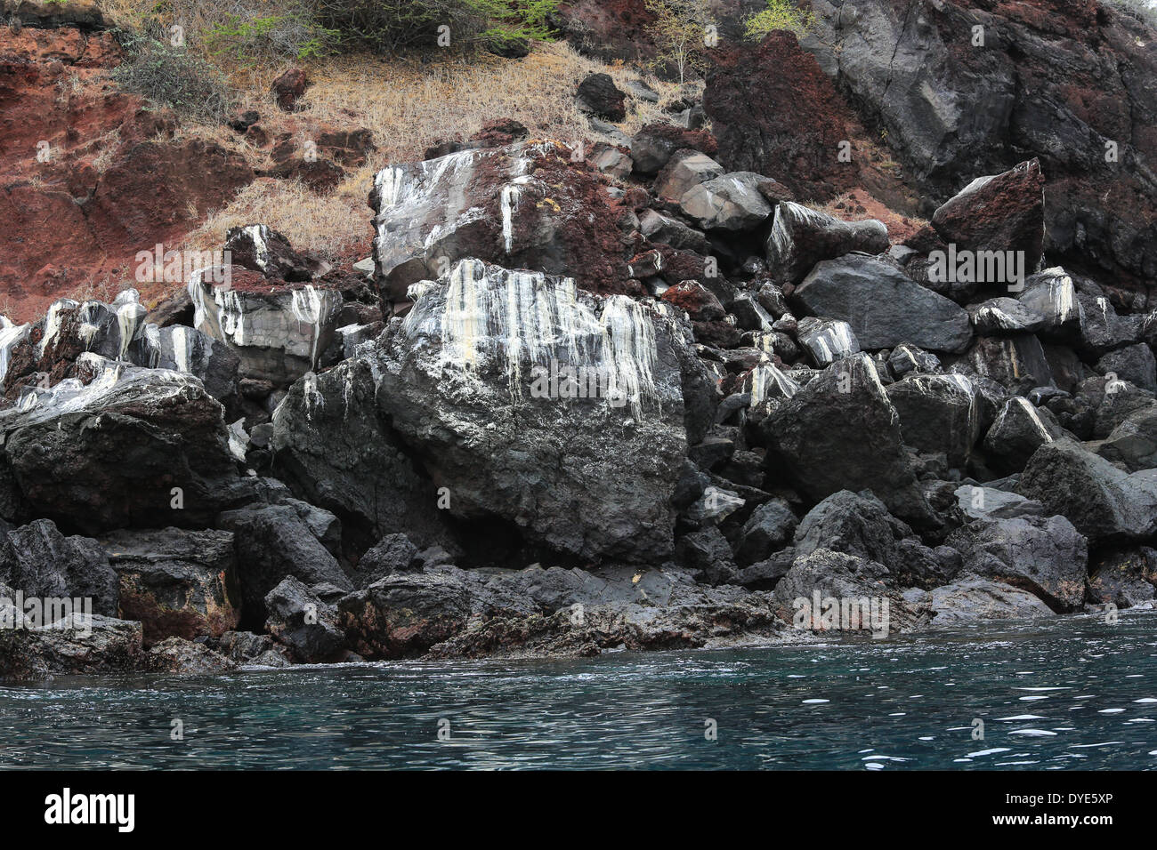 Bird droppings (guano) cover the volcanic shoreline of Santiago Island ...
