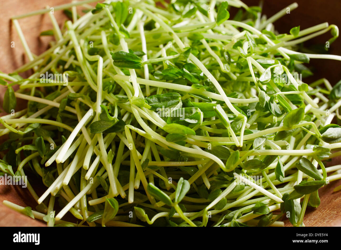 American pea hi-res stock photography and images - Alamy