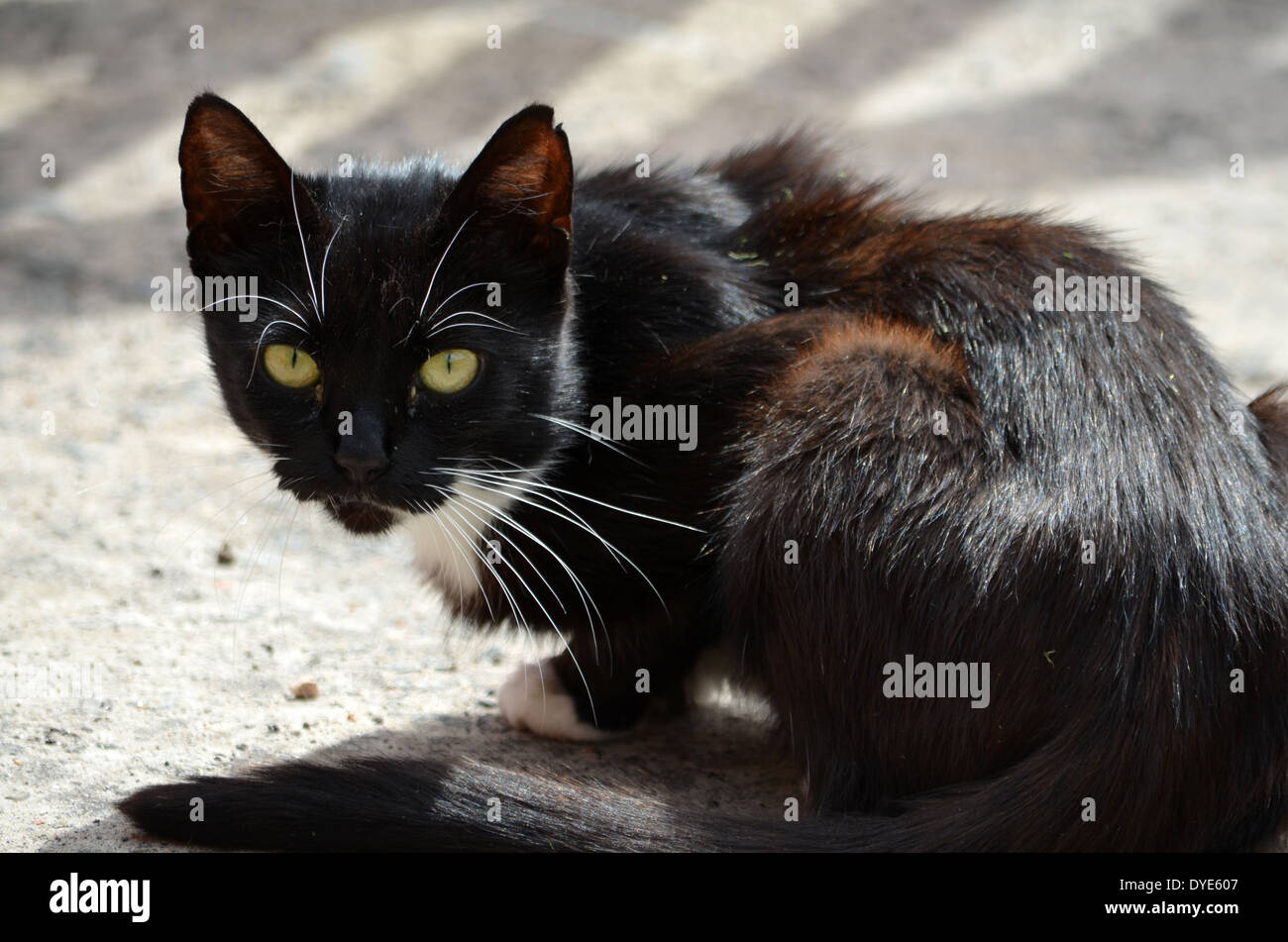 Mangy hi-res stock photography and images - Alamy