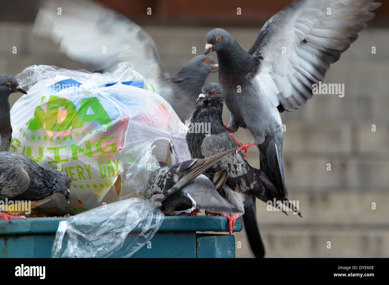 Glasgow pigeons feeding hi-res stock photography and images - Alamy