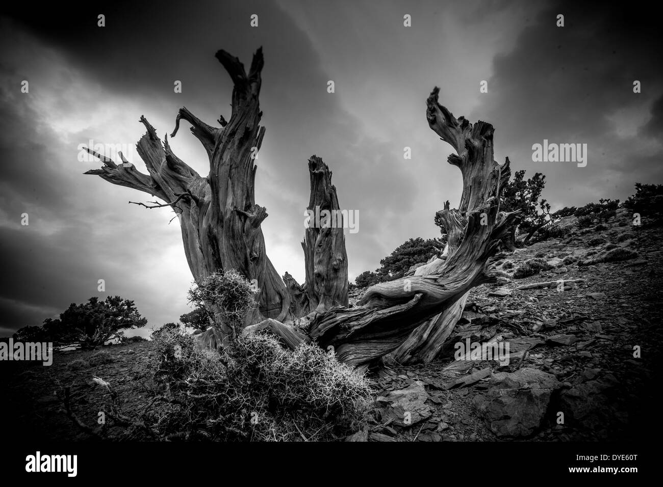 An old Juniper tree in Morocco Stock Photo - Alamy