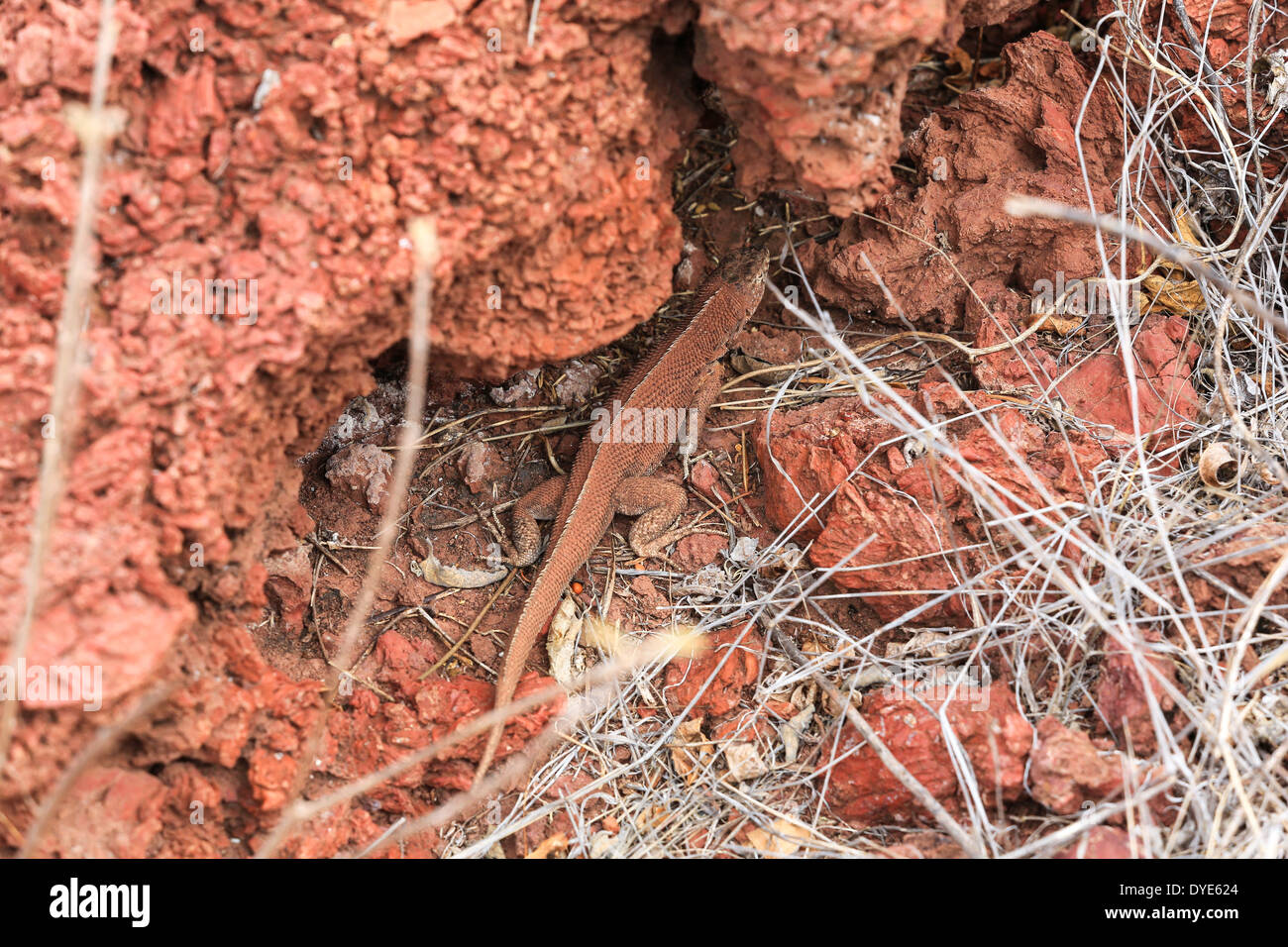 Rabida island galápagos ecuador hi-res stock photography and images - Alamy