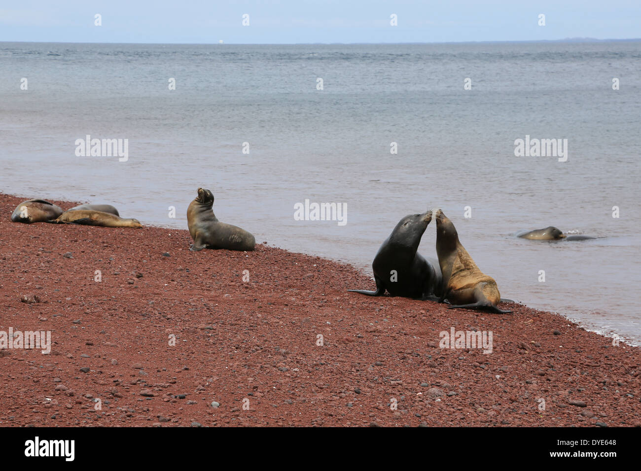 Sea lions on the red volcanic beach at Rabida Island, Galapagos Islands ...
