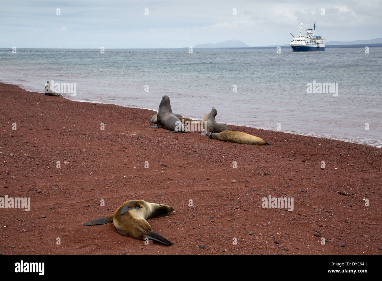 Sea lions on the red volcanic beach at Rabida Island, Galapagos Islands ...