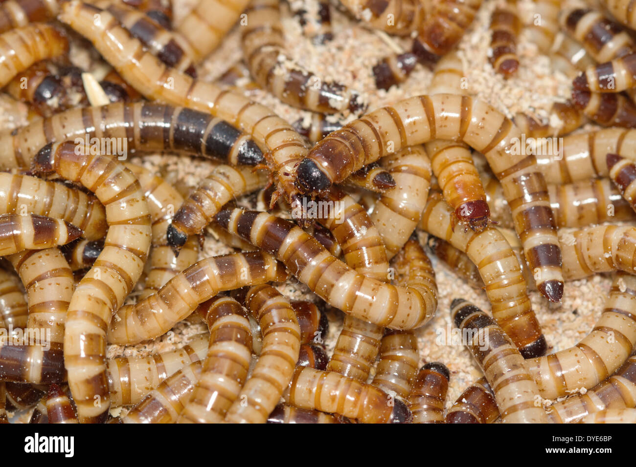 worms texture and background Stock Photo - Alamy