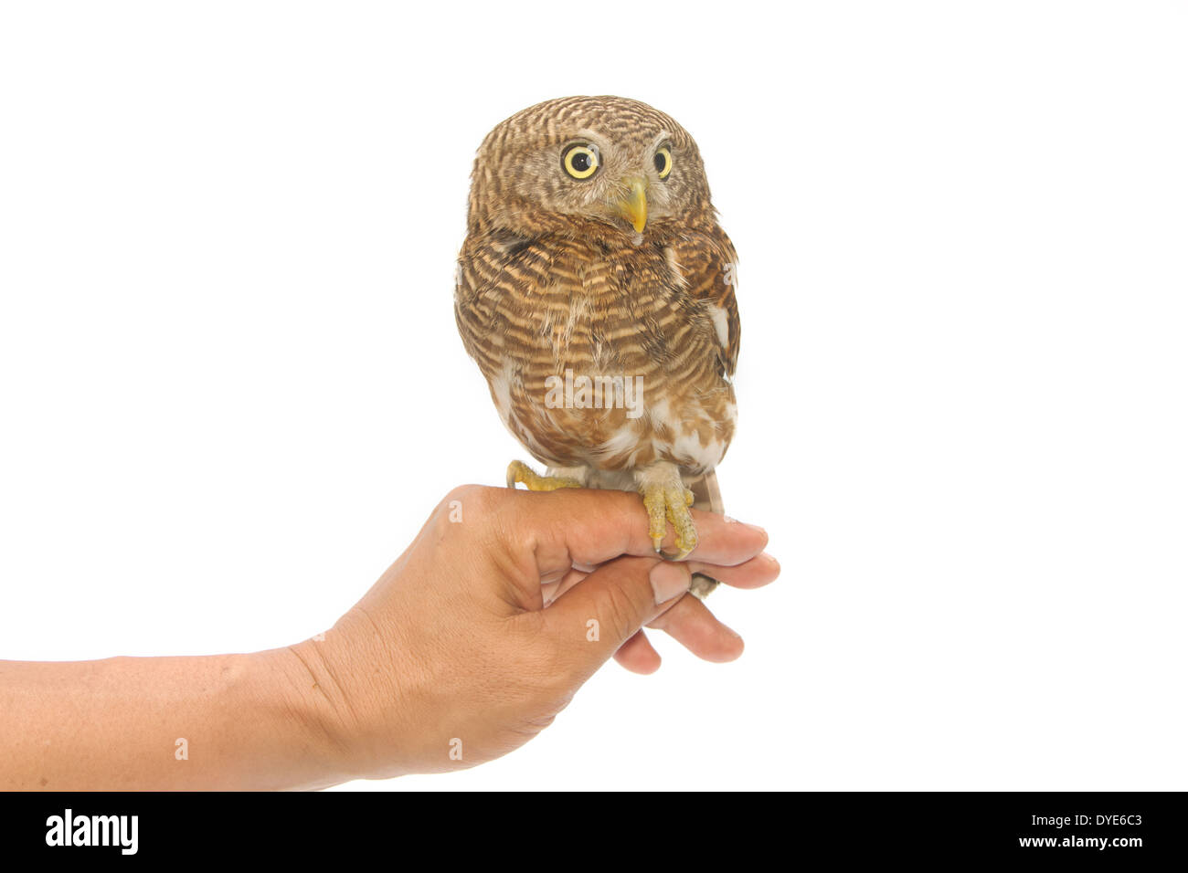 owl sitting on handler's hand Stock Photo - Alamy