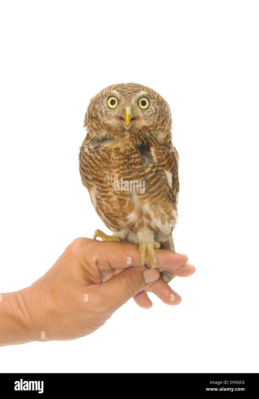 owl sitting on handler's hand Stock Photo - Alamy
