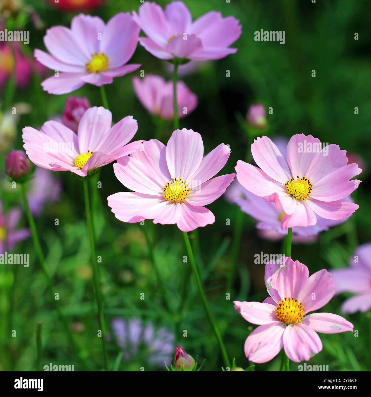 Beautiful cosmos hi-res stock photography and images - Alamy