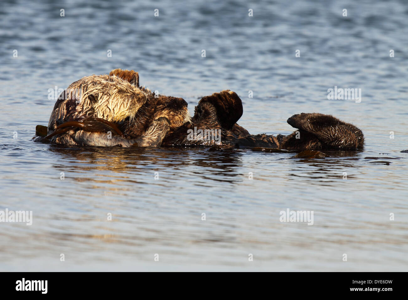 A Sea Otter mother and pup cuddling in the Pacific Ocean Stock Photo ...