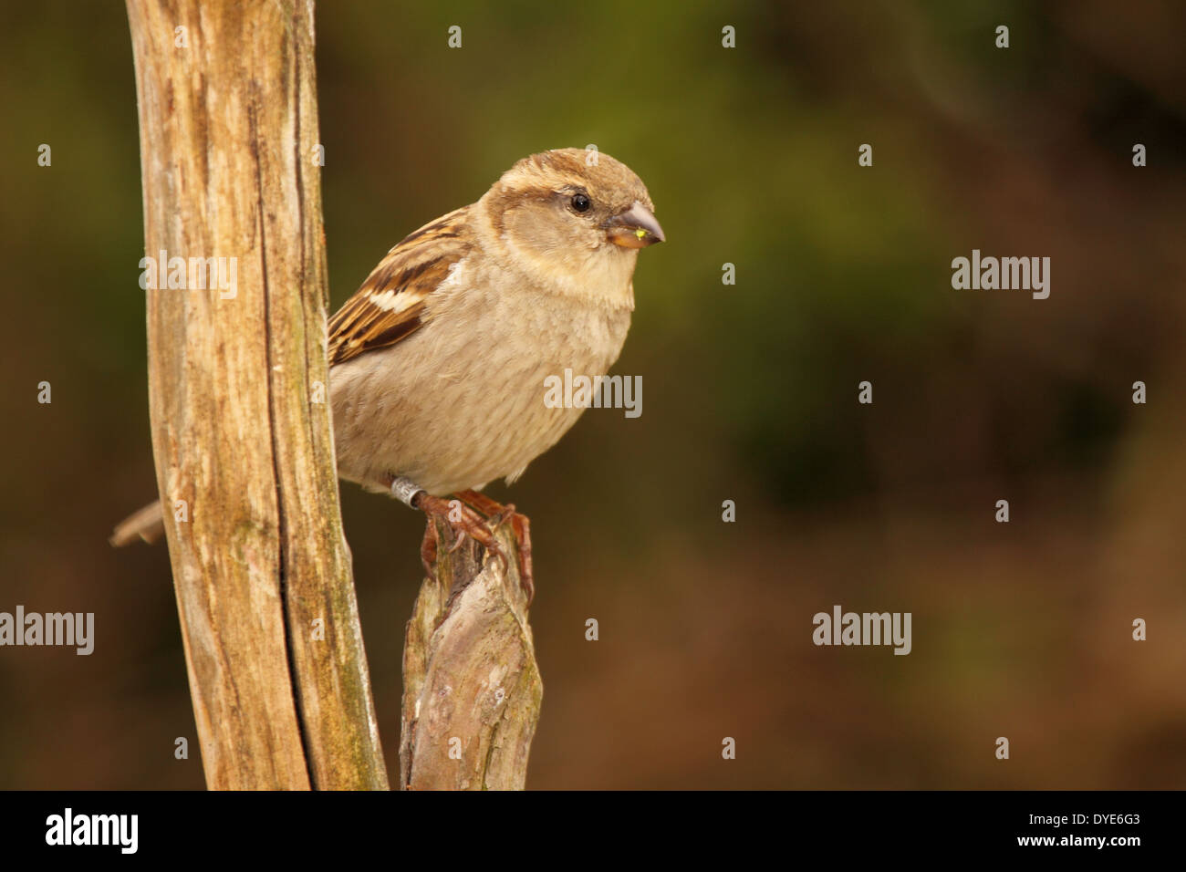 A banded female English Sparrow Stock Photo - Alamy A banded female English Sparrow Stock Photo - Alamy