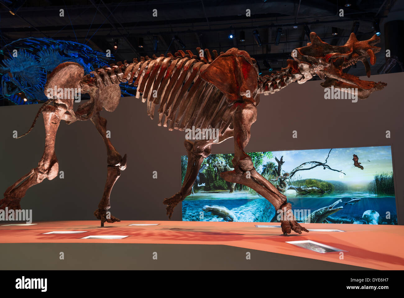 Fossil skeleton of a saber-toothed Uintatherium. Eocene age Stock Photo ...