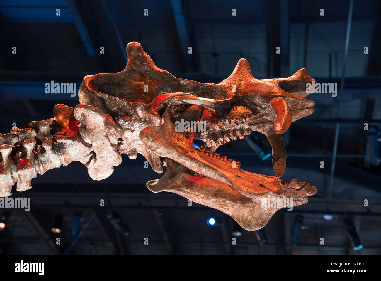 Fossil skull of a saber-toothed Uintatherium. Eocene age Stock Photo ...