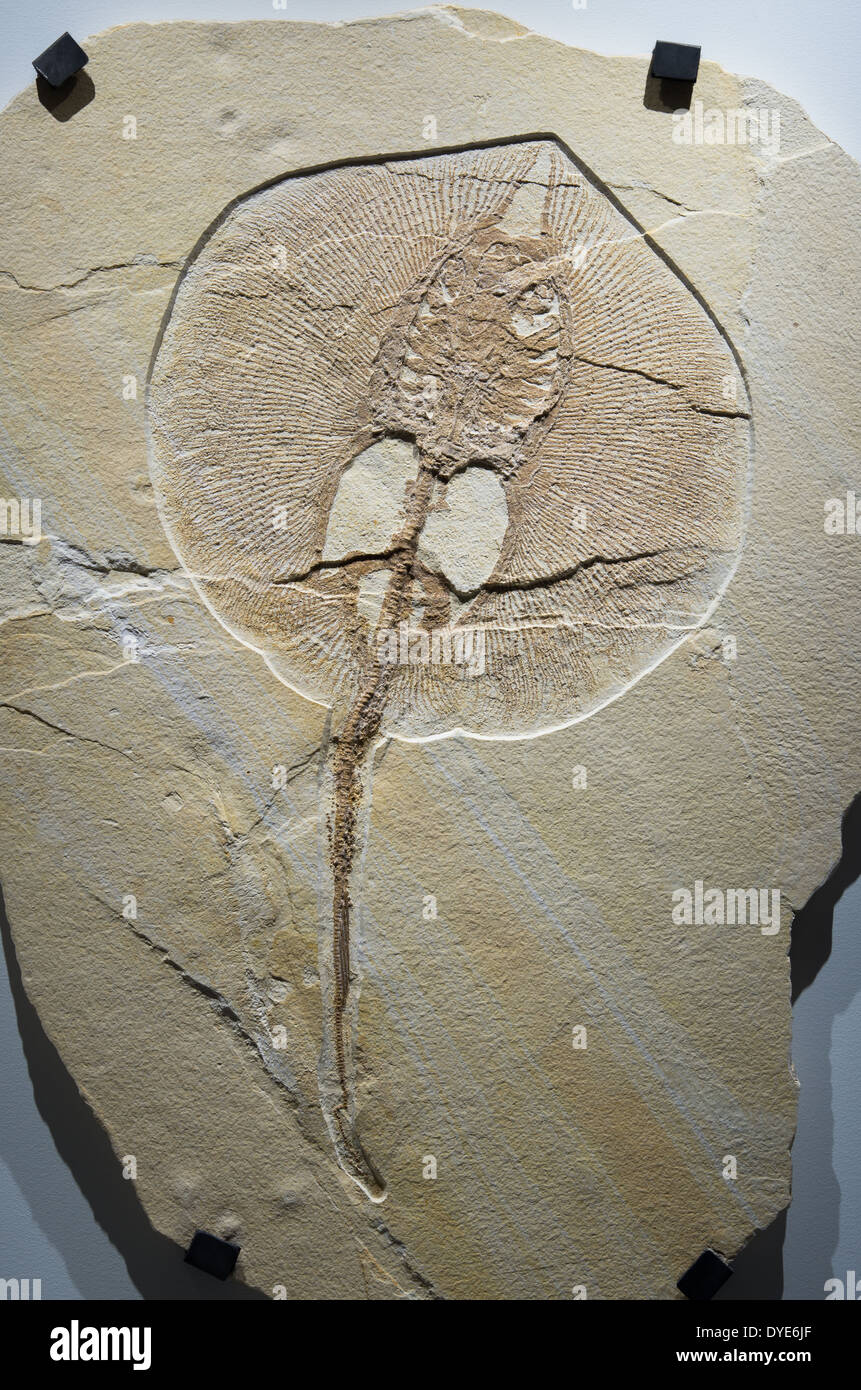 Fossil stingray (Heliobatis). Green River Formation, Wyoming. Eocene ...