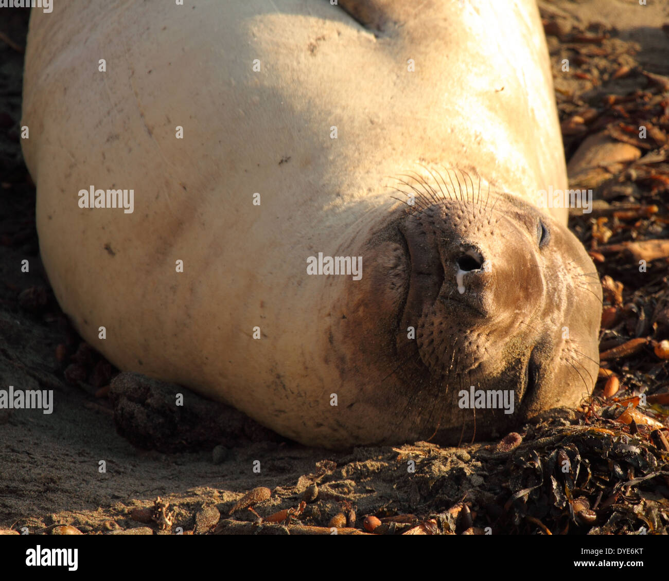 Basking seal hi-res stock photography and images - Alamy
